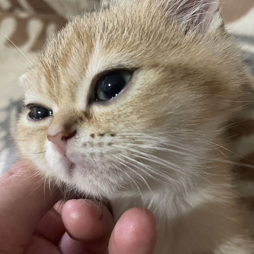 Котята золотая шиншилла