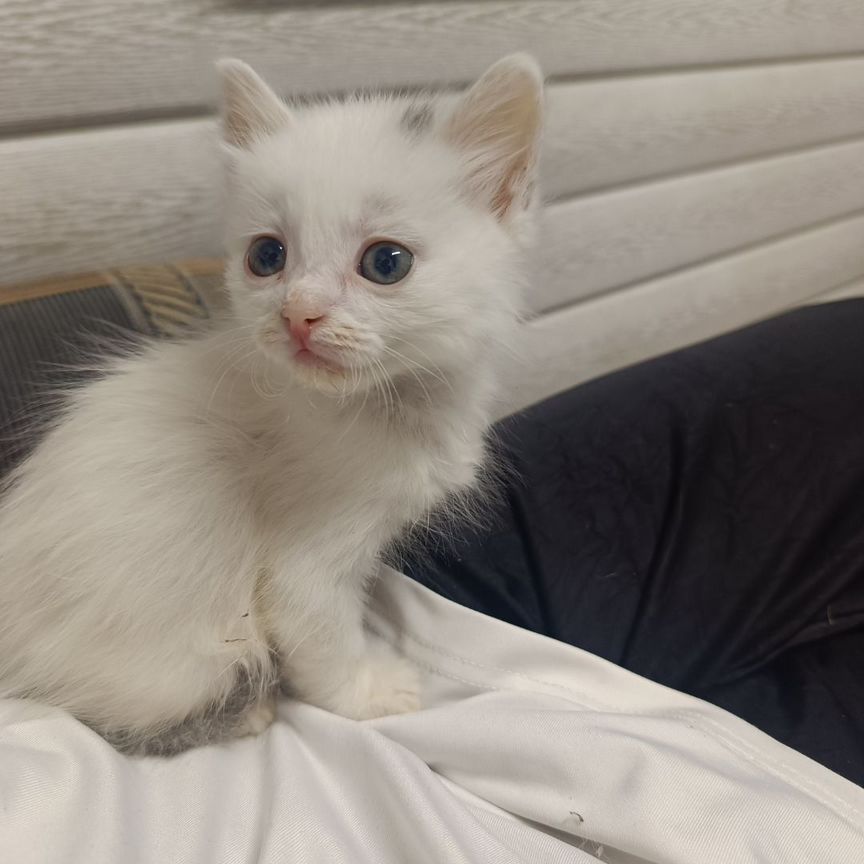 Котята бесплано