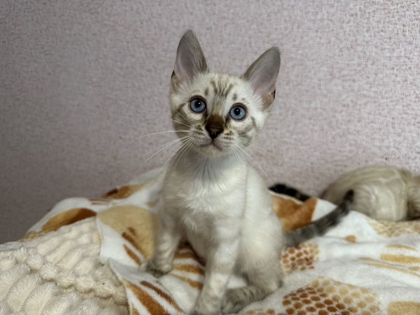 Бенгальская девочка снежная