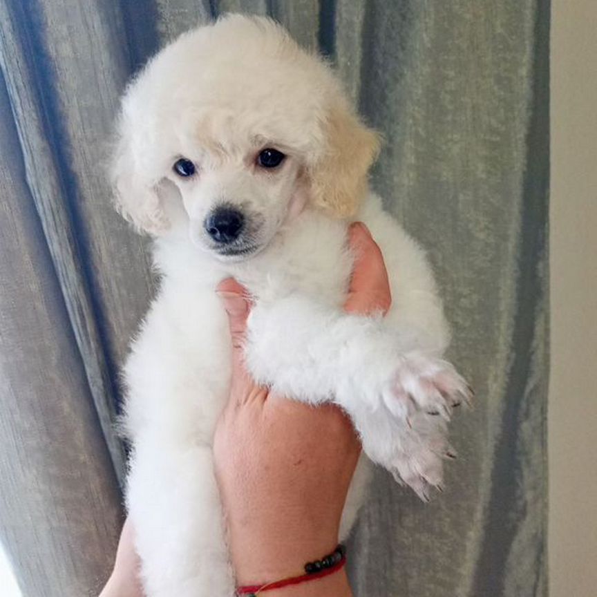 Той-пудель, щенок