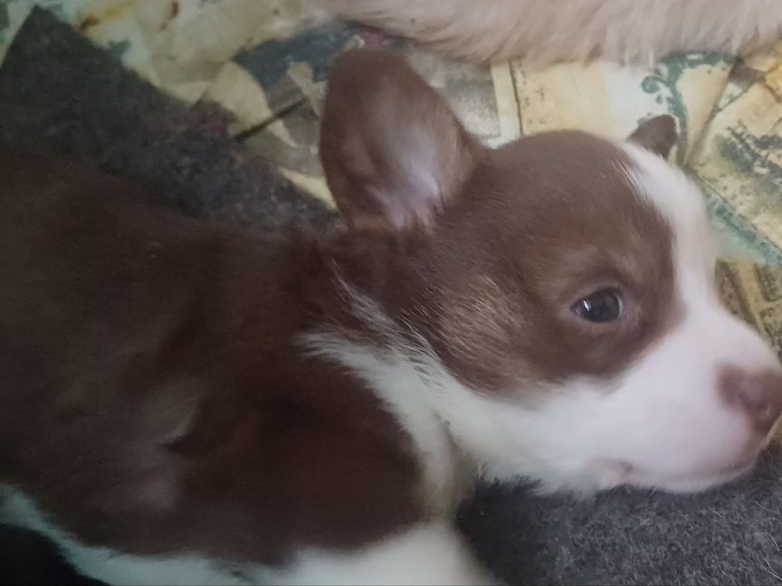 Вельш-корги кардиган шоколадка