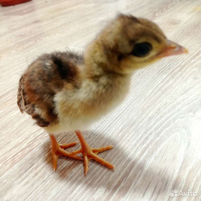 Павлины маленькие