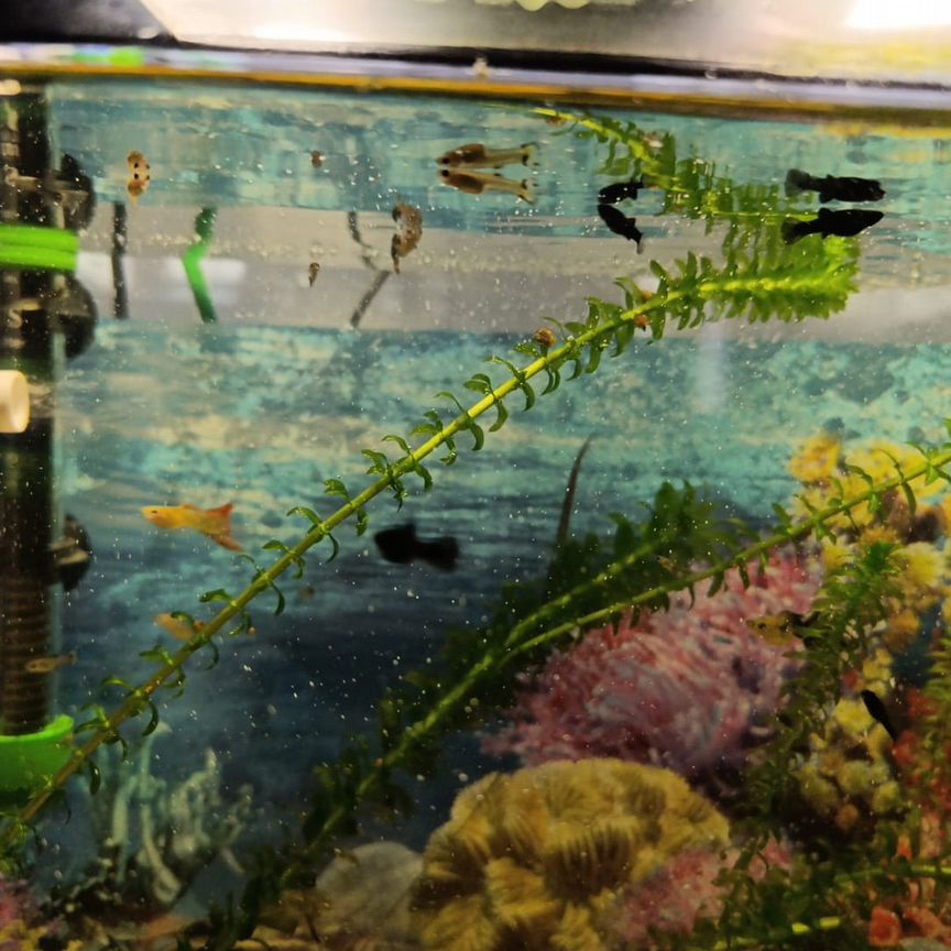 Малинезия черная