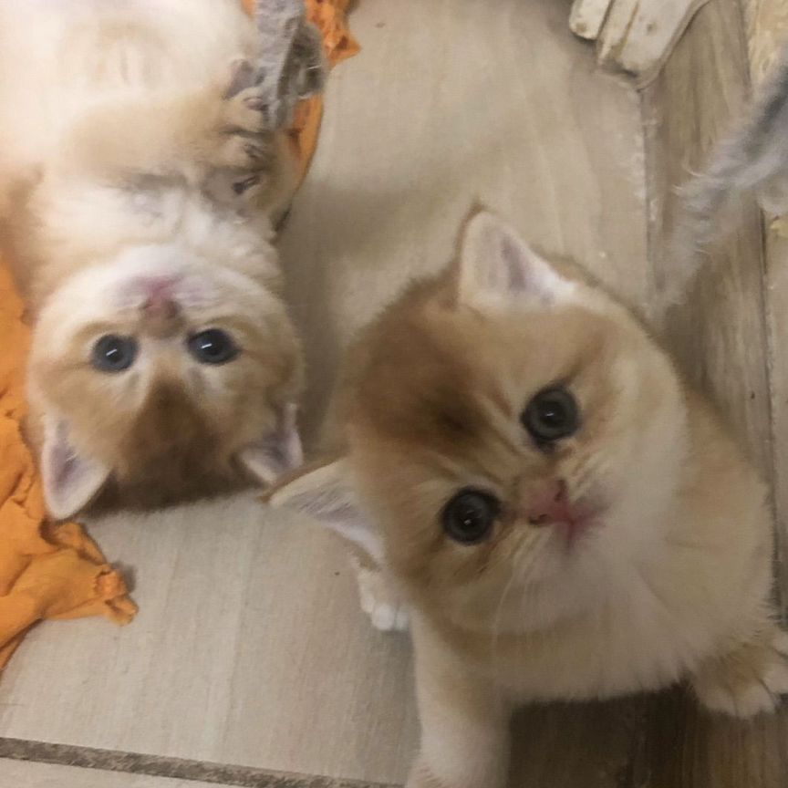 Котята Золотые шиншиллы, плюшевые