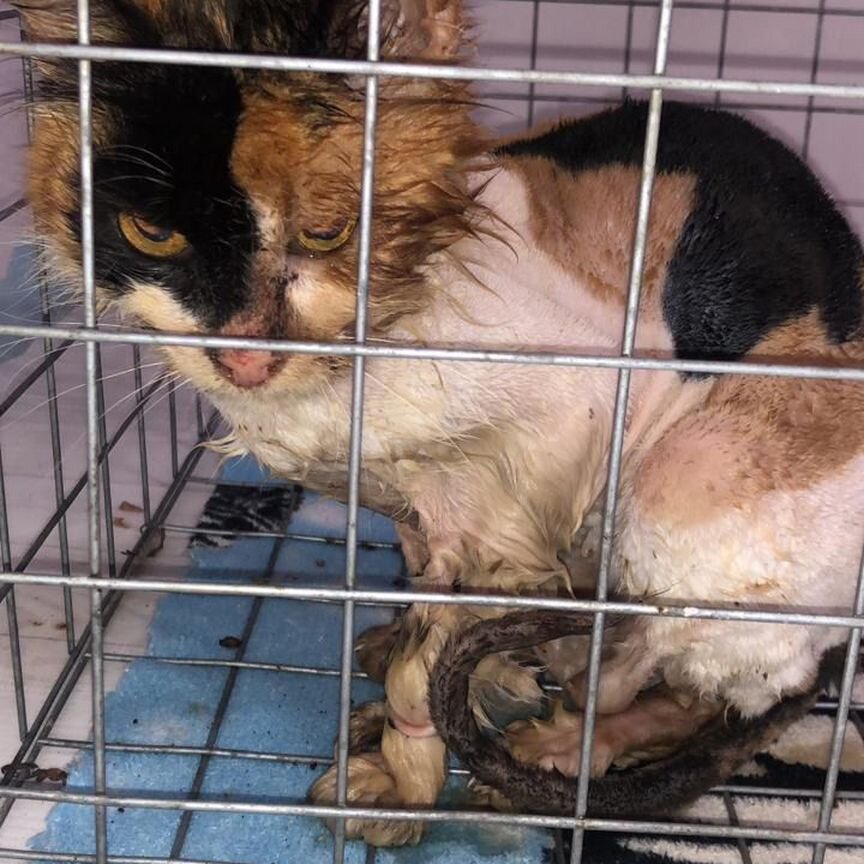 Мусечка стучится в каждую дверь