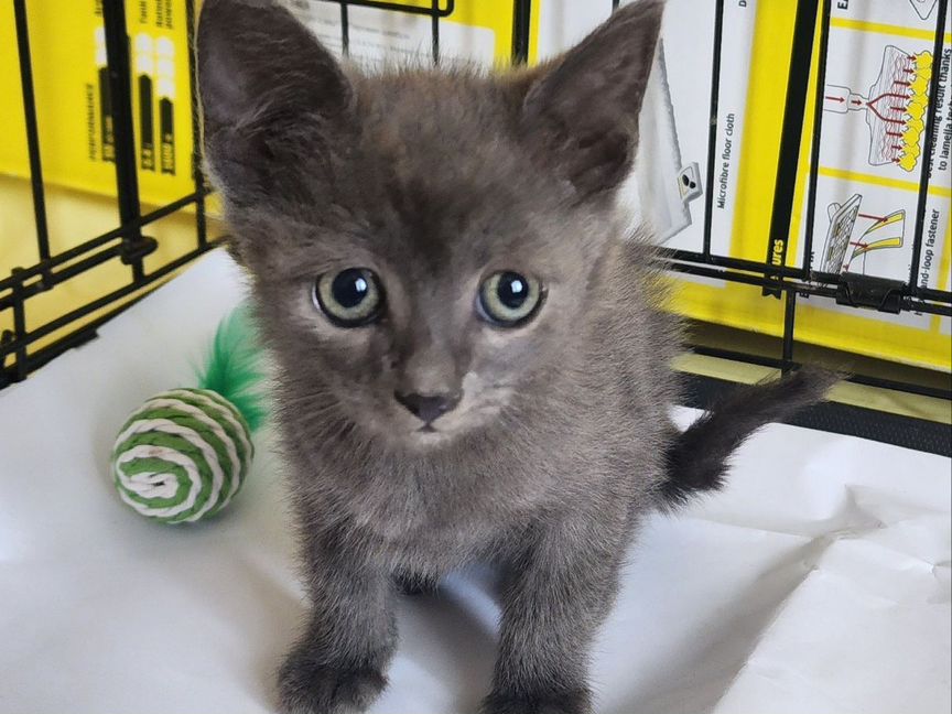 Котята 2 месяца