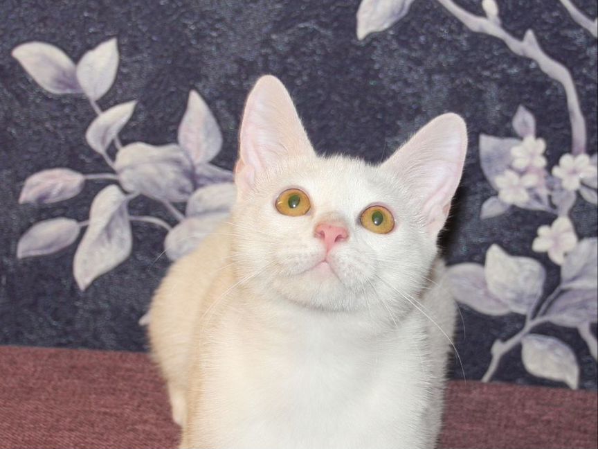 Кошка в дар бесплатно