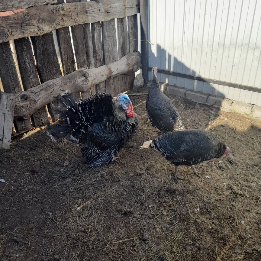 Индюк и 2 индюшки