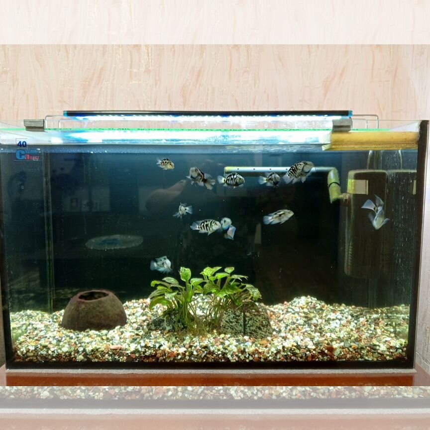 Продам аквариум с рыбками и тумбой