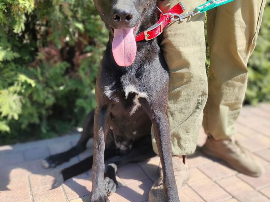 Собака - счастье