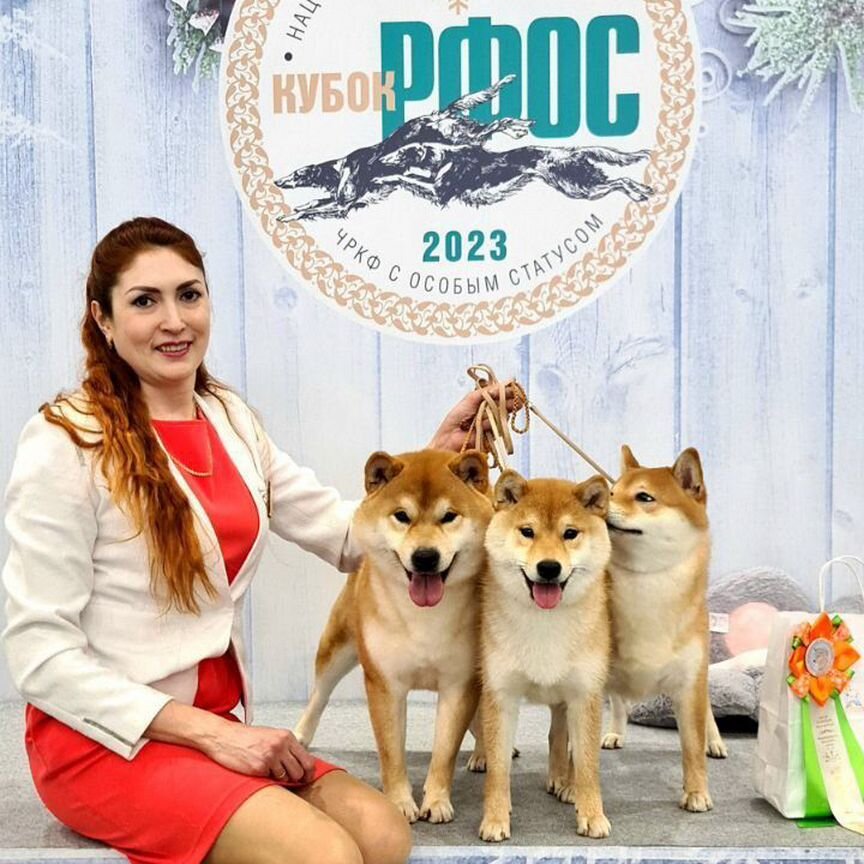 Сиба ину щенки для брони