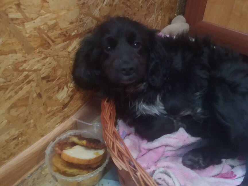 Собака в добрые руки отдам бесплатно