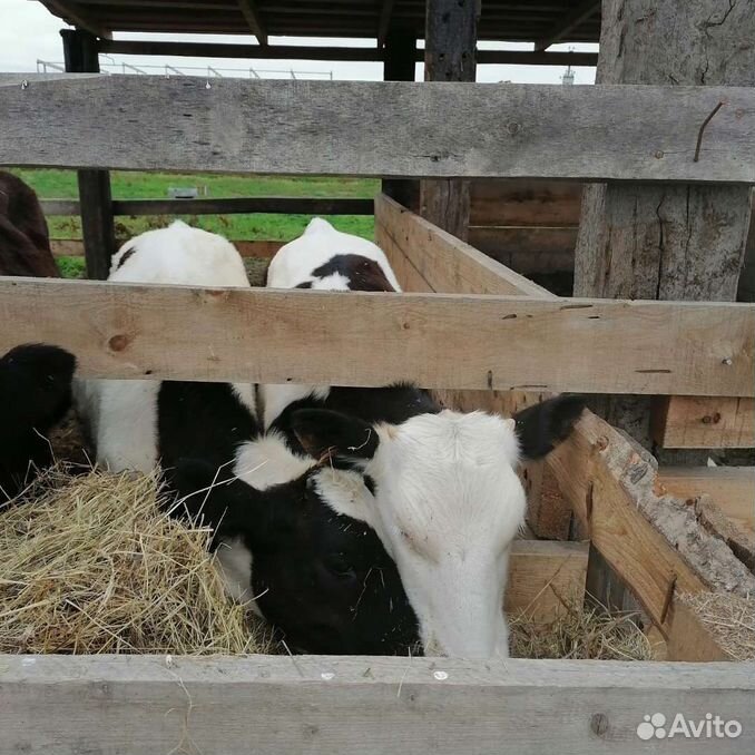 Бычки и телки