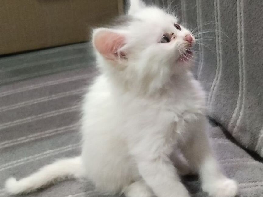 Котята в добрые руки бесплатно