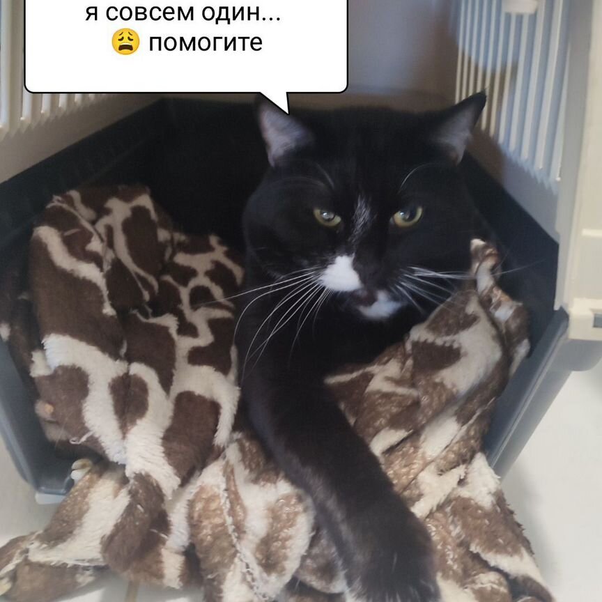 Кот Домашний 7лет