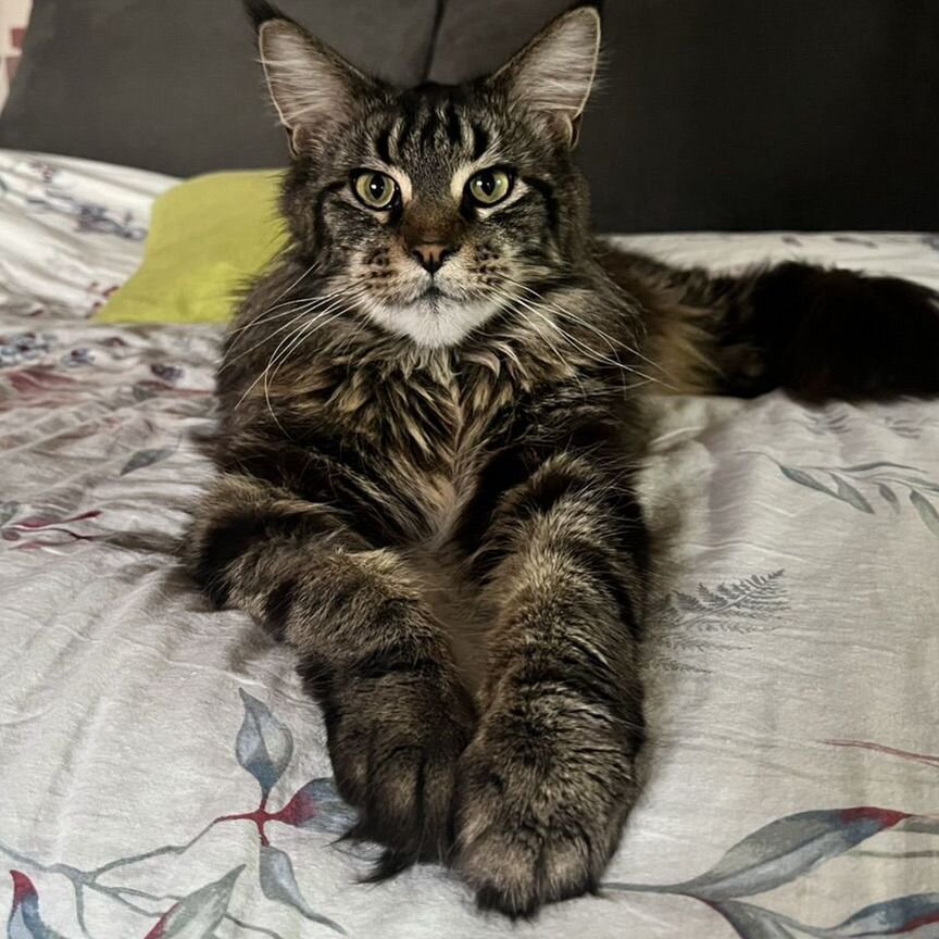 Мейн-кун, взрослая кошка