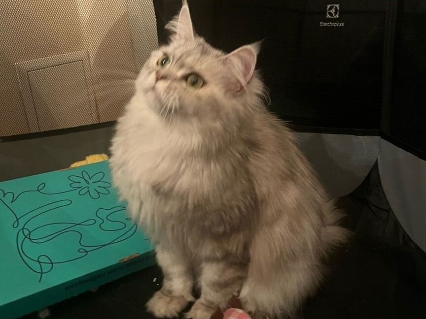 Кошке некуда идти