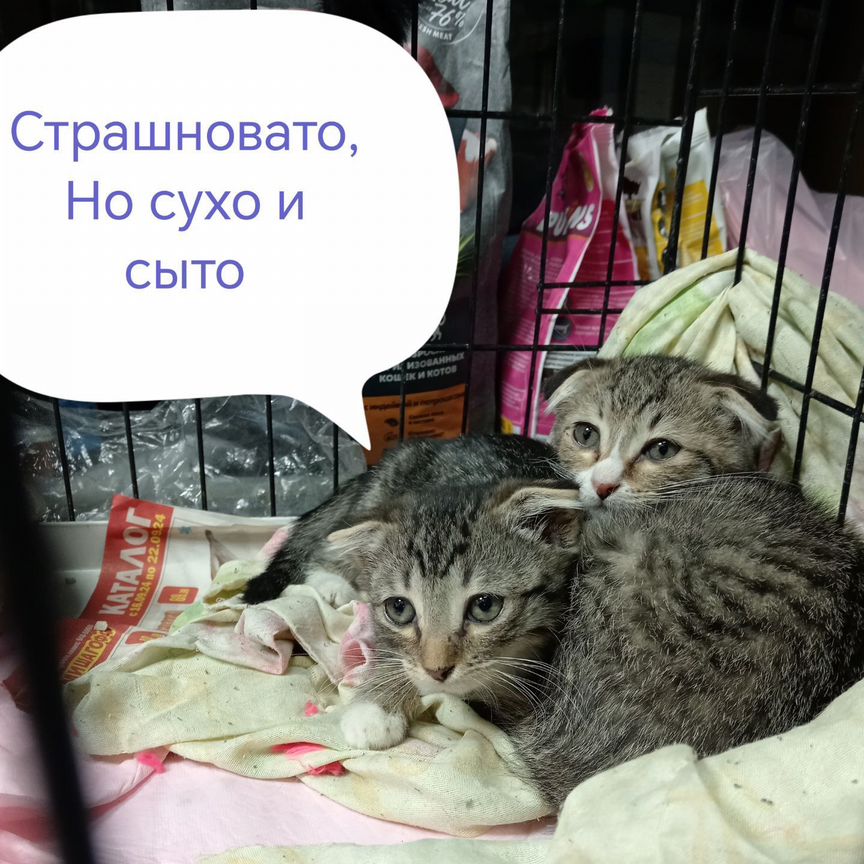 Котята