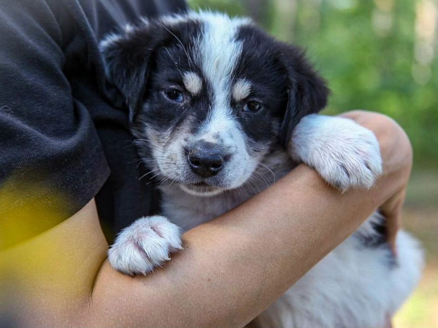 Собака в добрые руки щенки мальчики