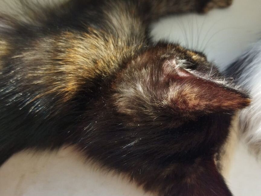 Отбила у живодеров. Ищу добрые руки