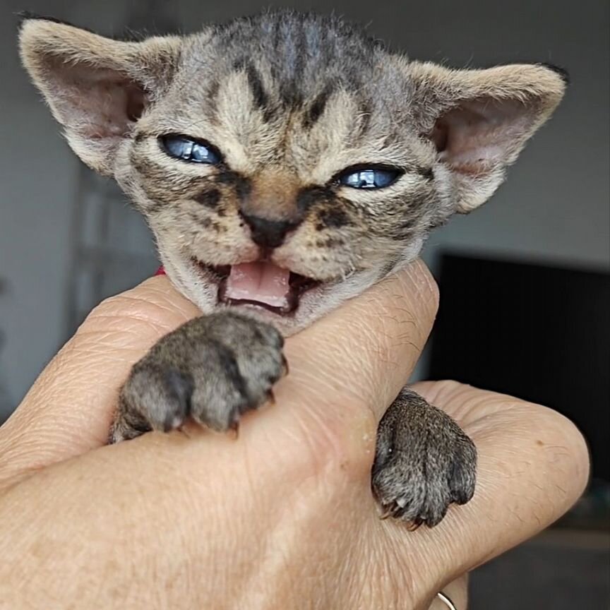 Любимый тигрёнок Есенин