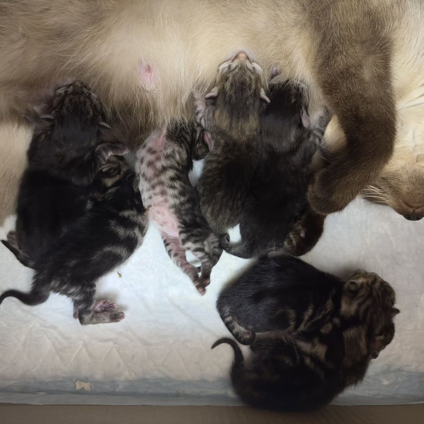 Отдам котят в добрые руки