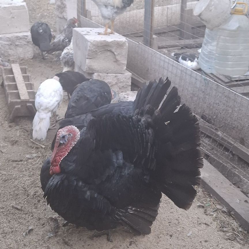 Индюкшиная семья