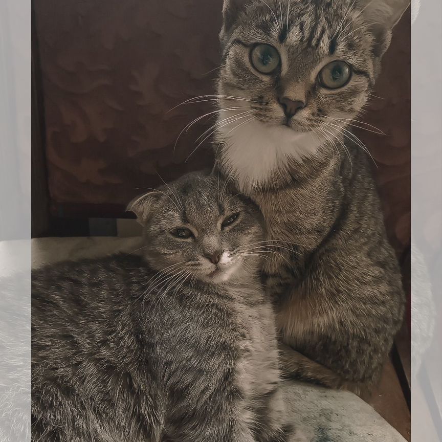 Шотландский вислоухий короткошёрстный котёнок
