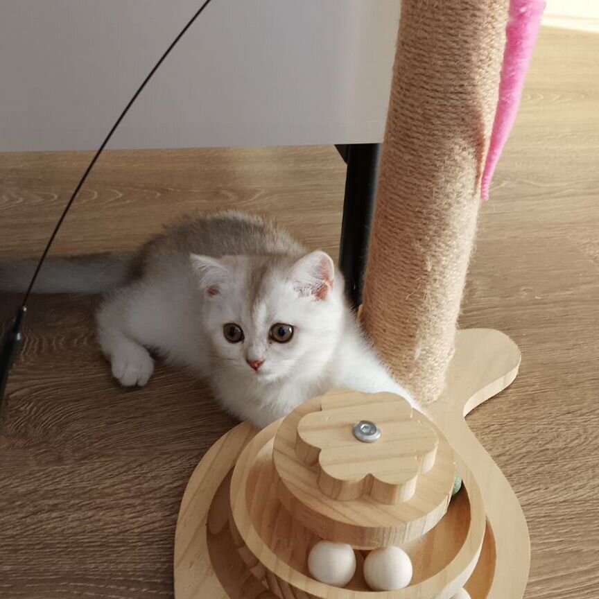 Шотландский прямоухий короткошёрстный котёнок