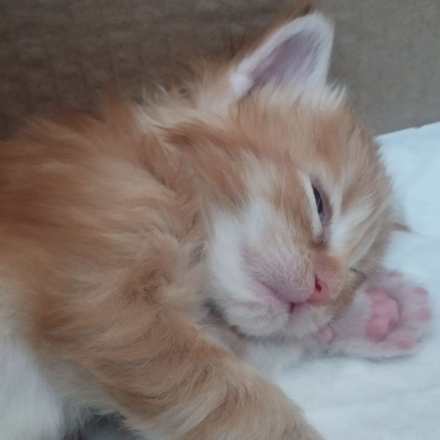 Котята мейн-кун. Питомник