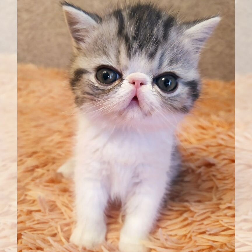 Экзотические котята