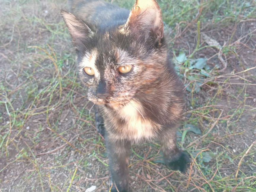 Кошки в добрые руки