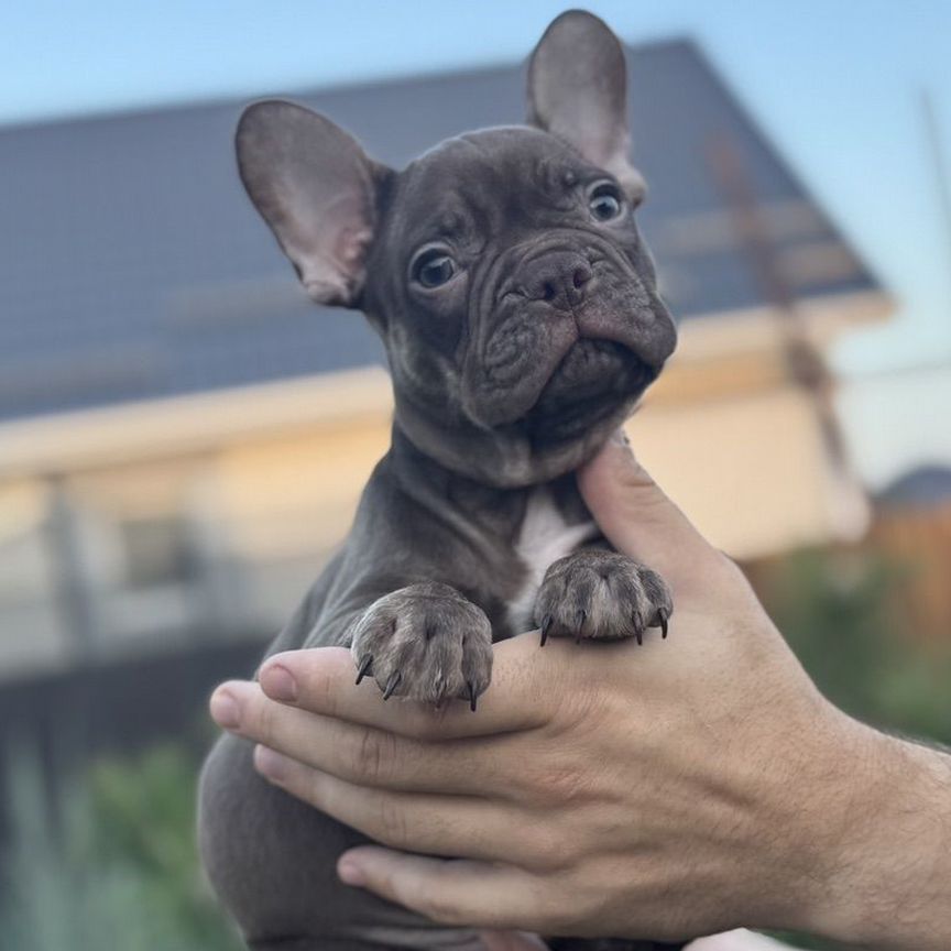 Французский бульдог, щенок