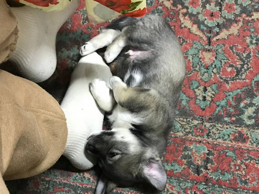 Отдам в добрые руки щенка, дворняга