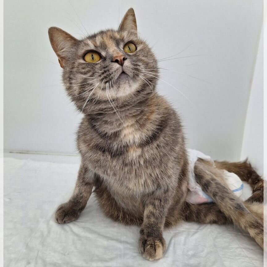 Кошка Соня спинальник