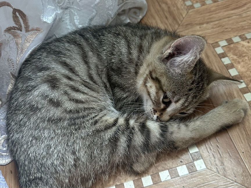 Котенок курильский бобтейл