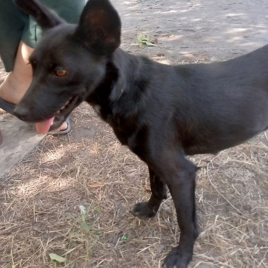 Собака в добрые руки щенок дворняга