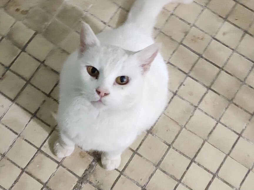 Кошка белая выкинули в подъезд