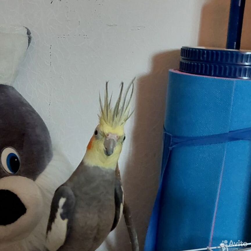 Попугай карелла с клеткой
