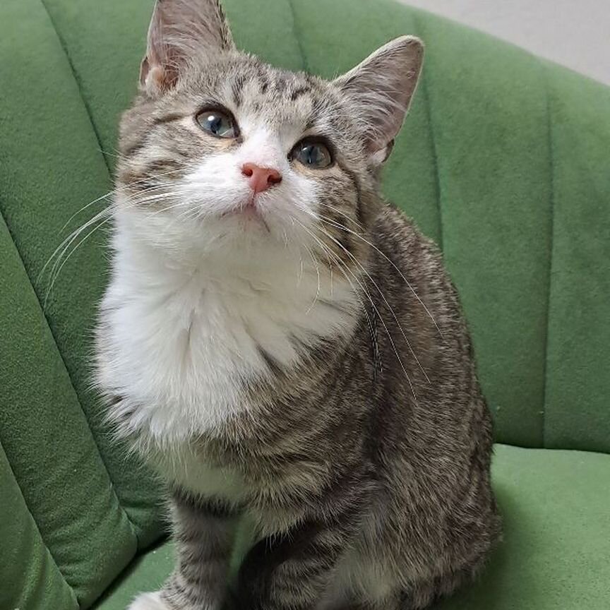 Котёнок 3 месяца бесплатно