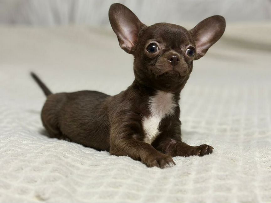 Шоколадное чудо. Девочка чихуахуа