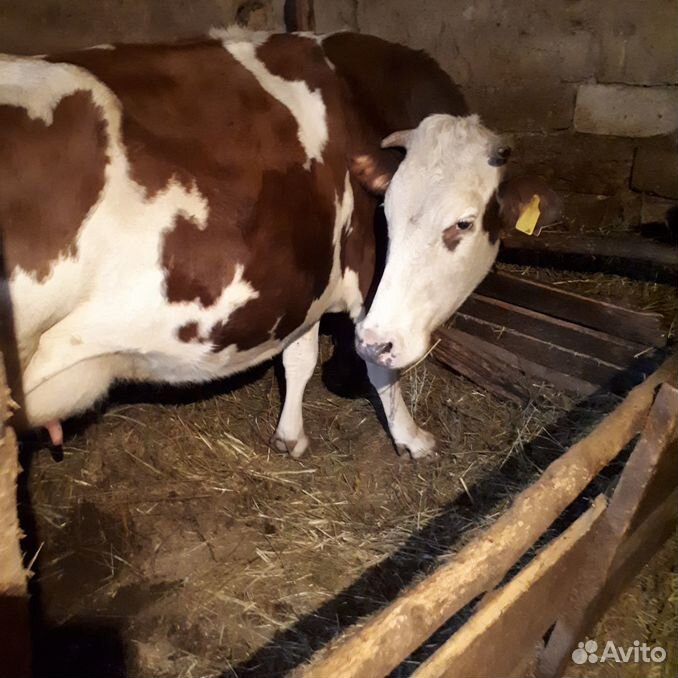 Корова стельная дойная