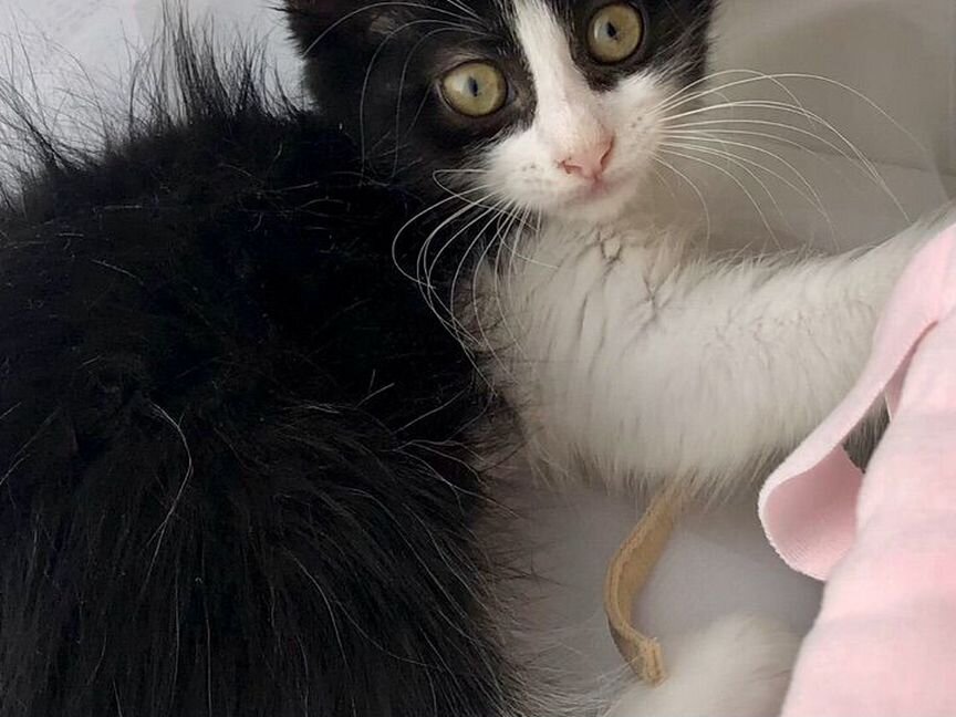 Котик