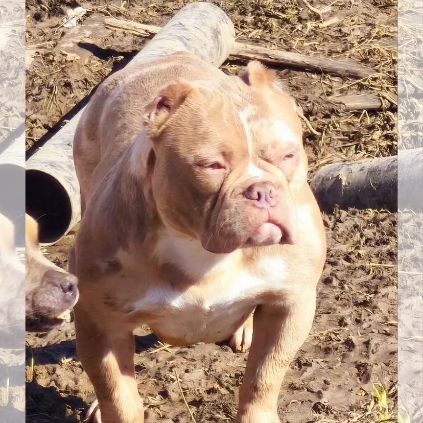 Американский булли, щенок