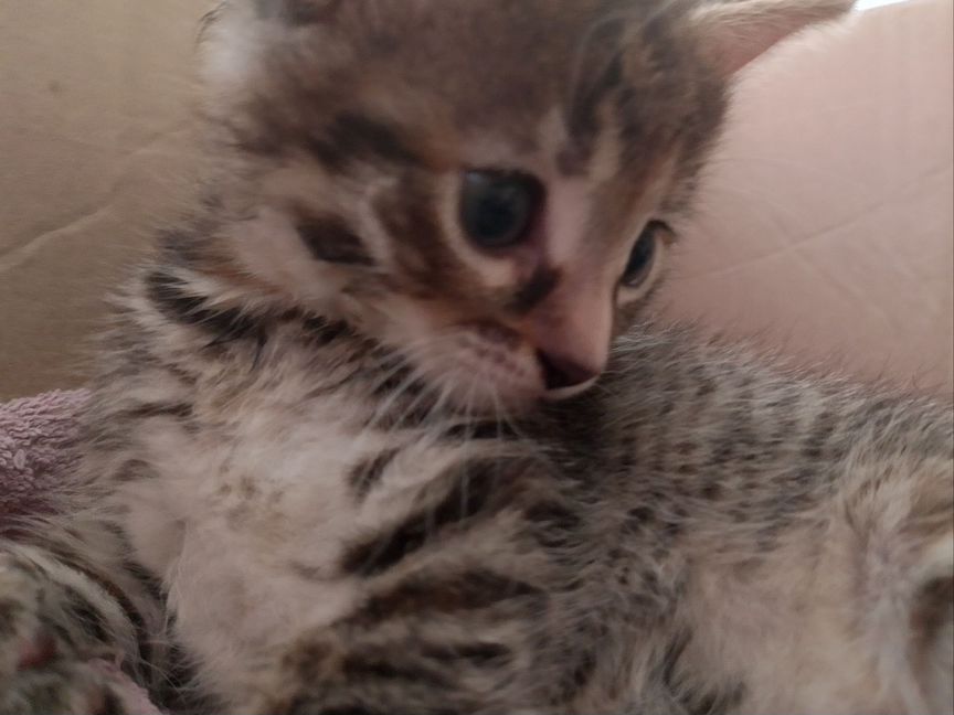 Котята в добрые руки 1 месяц