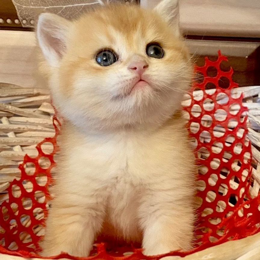 Британский короткошёрстный котёнок