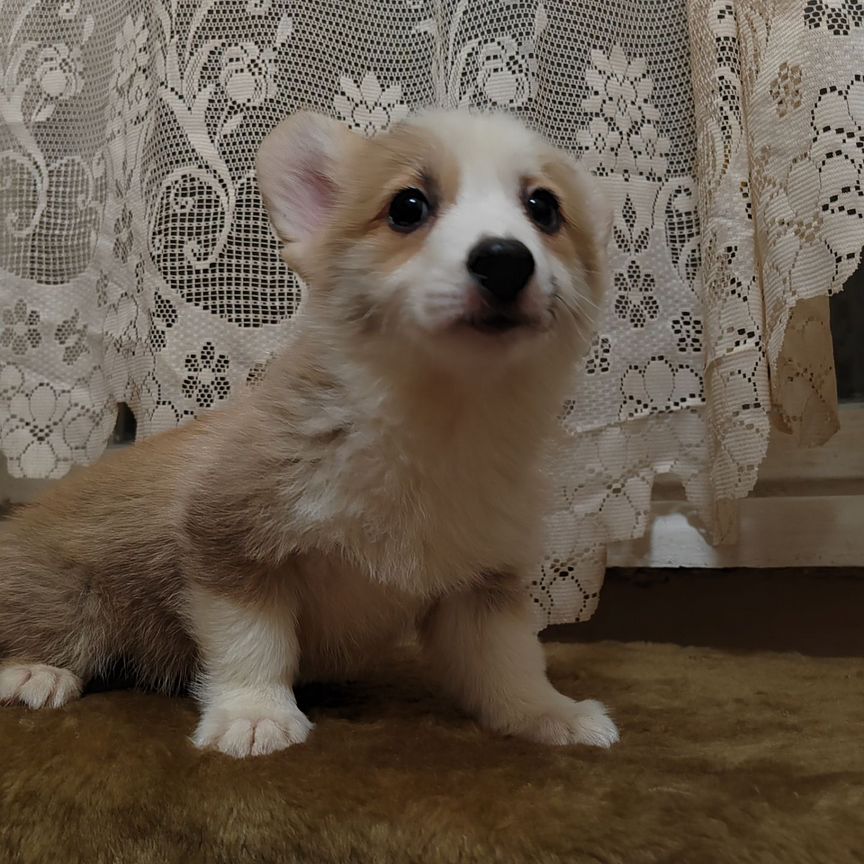 Вельш-корги пемброк мальчики