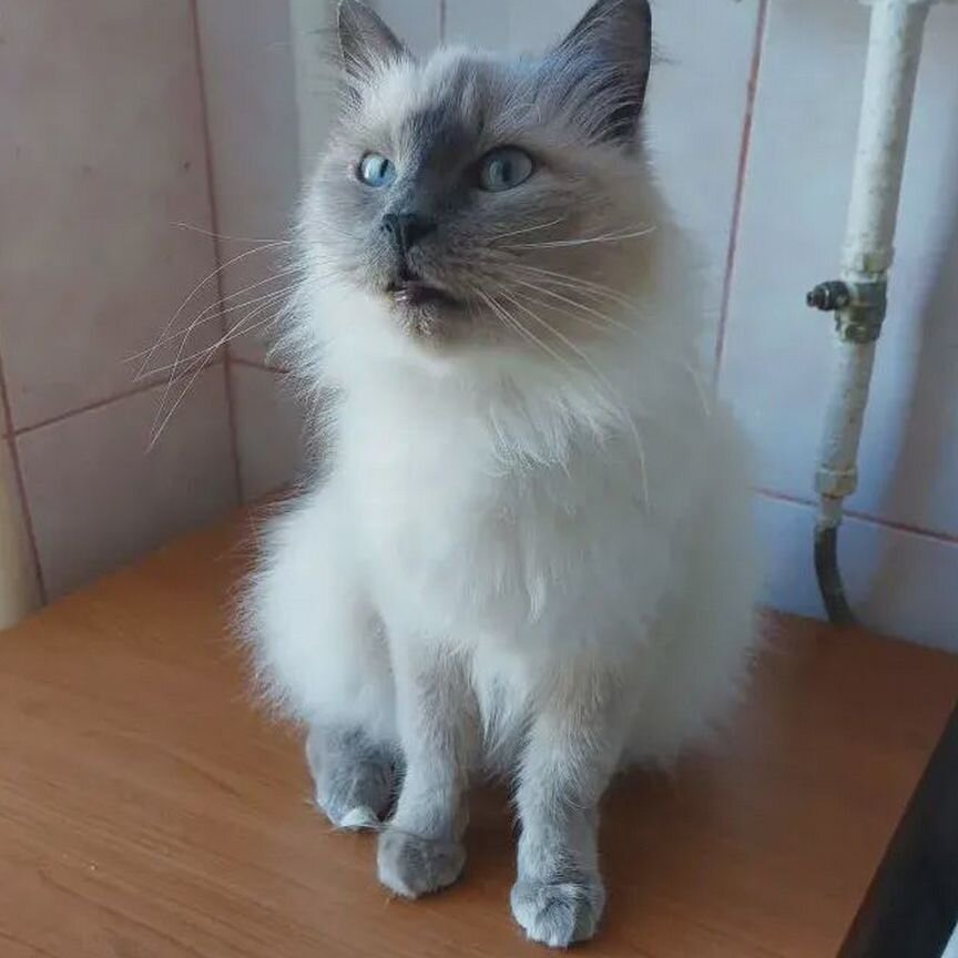 Взрослый кот в добрые руки