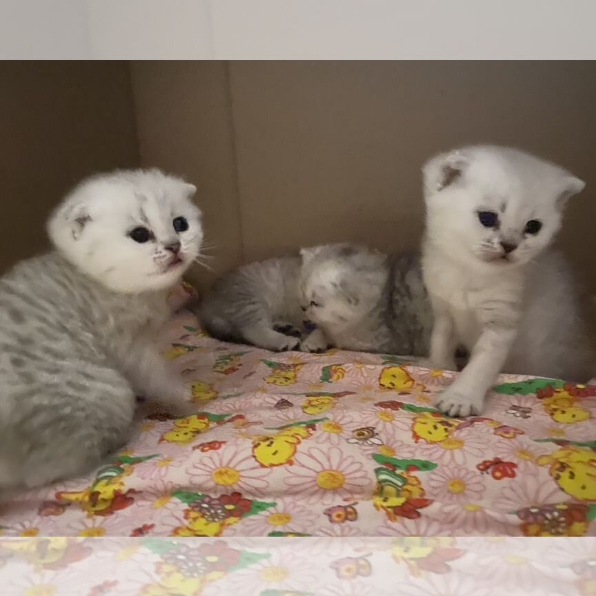 Шотландский вислоухий длинношёрстный котёнок