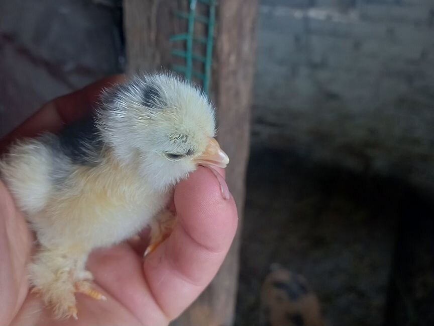 Инкубационное яйцо